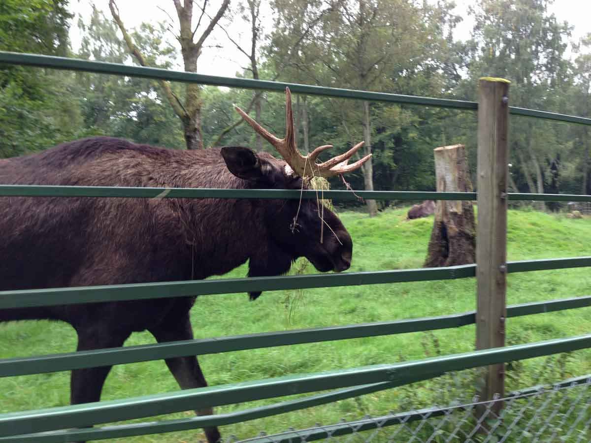 National & Provincial Animals of Sweden (Complete Guide)