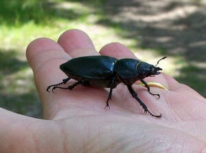 National & Provincial Animals of Sweden (Complete Guide)