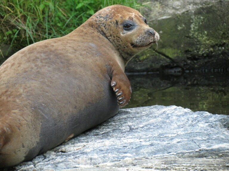 National & Provincial Animals of Sweden (Complete Guide)