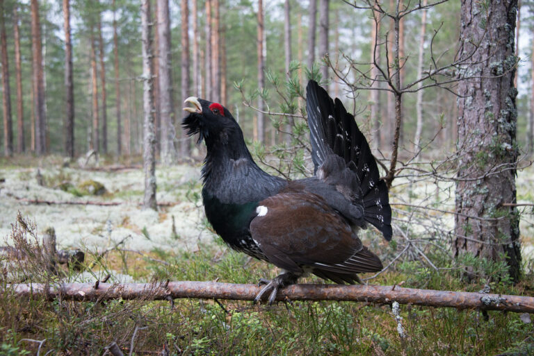 National & Provincial Animals of Sweden (Complete Guide)