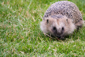 National & Provincial Animals of Sweden (Complete Guide)