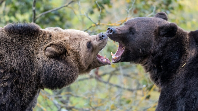 National & Provincial Animals of Sweden (Complete Guide)