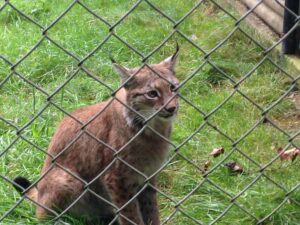 National & Provincial Animals of Sweden (Complete Guide)