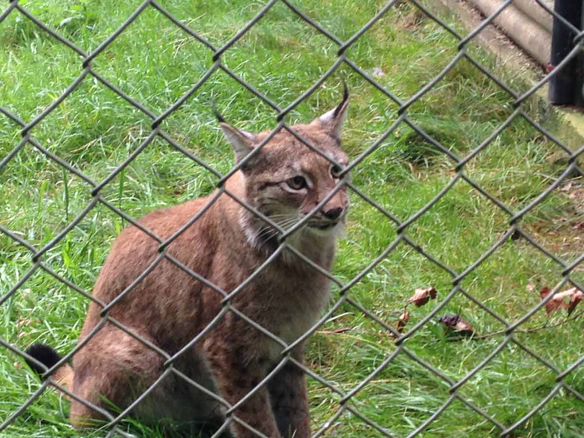 National & Provincial Animals of Sweden (Complete Guide)