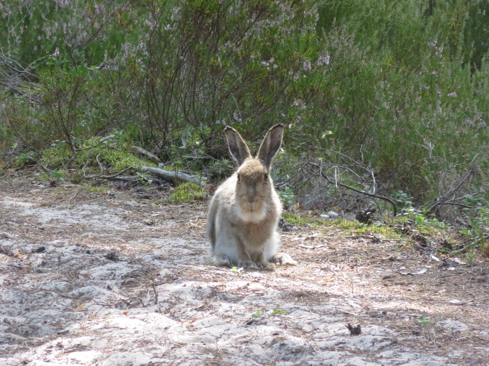 National & Provincial Animals of Sweden (Complete Guide)