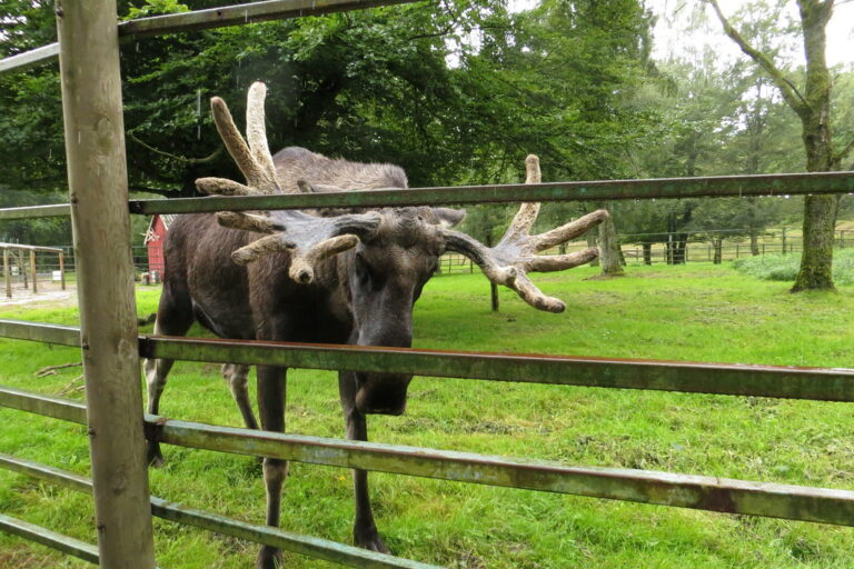 National & Provincial Animals of Sweden (Complete Guide)