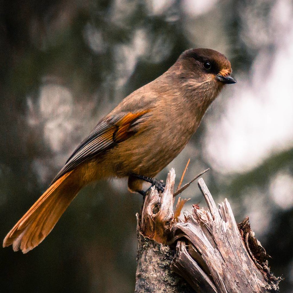 National & Provincial Animals of Sweden (Complete Guide)