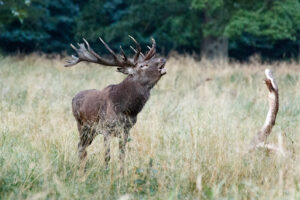 National & Provincial Animals of Sweden (Complete Guide)