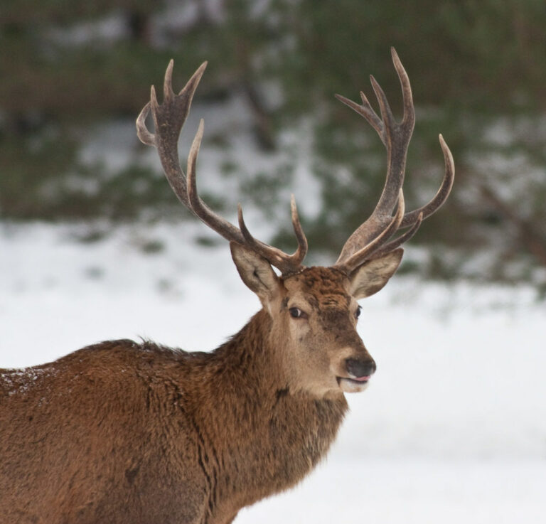 National & Provincial Animals of Sweden (Complete Guide)