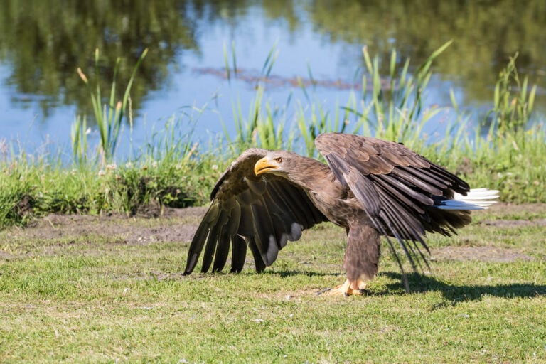 National & Provincial Animals of Sweden (Complete Guide)