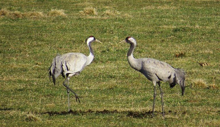 National & Provincial Animals of Sweden (Complete Guide)