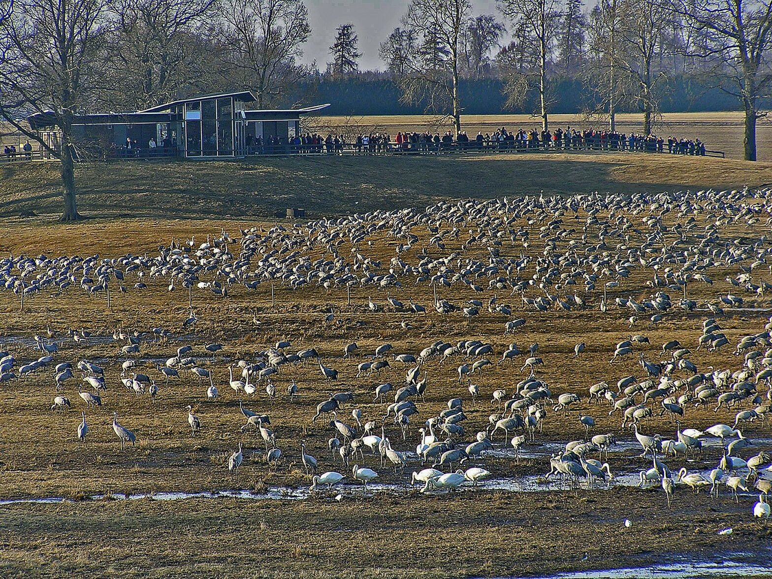 National & Provincial Animals of Sweden (Complete Guide)